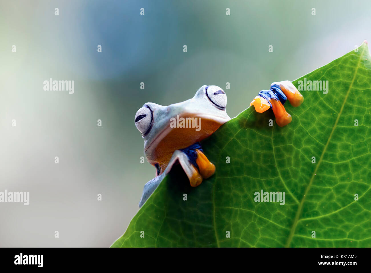 Javan tree frog on a leaf, Indonesia Stock Photo - Alamy