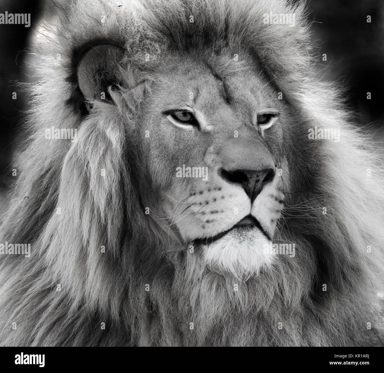 Lion head portrait hi-res stock photography and images - Alamy