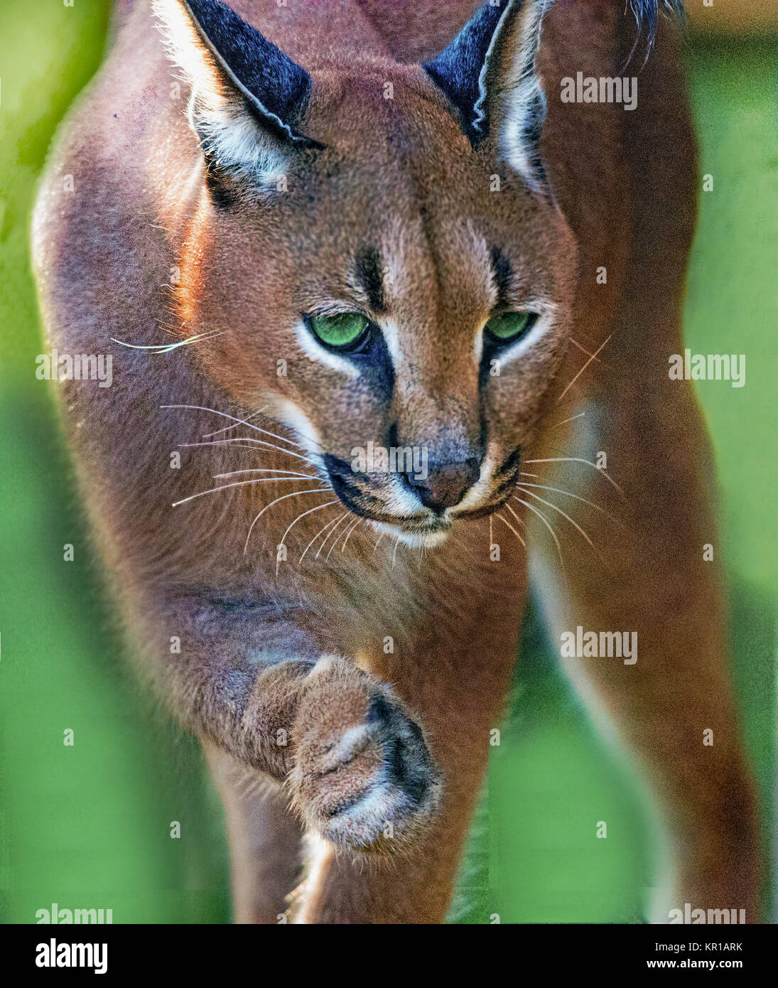 Caracal caracal africa hi-res stock photography and images - Alamy