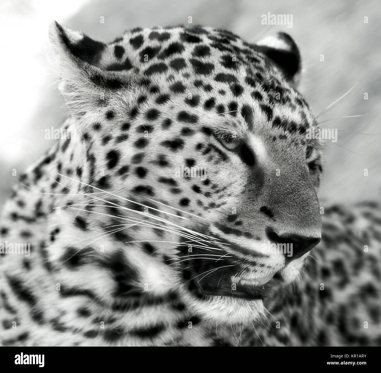 Leopard sideways hi-res stock photography and images - Alamy