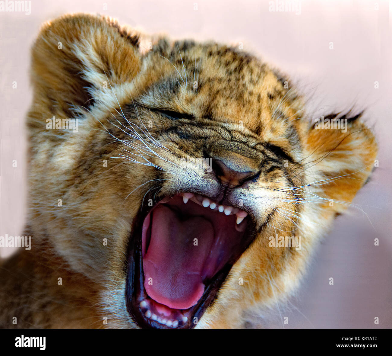 Roaring lion cub hi-res stock photography and images - Alamy