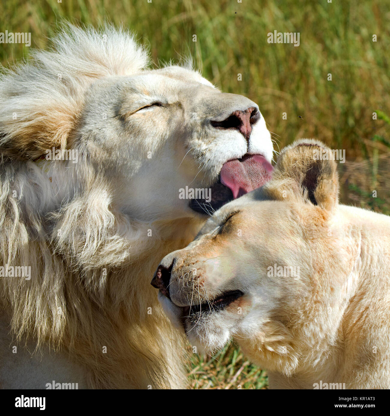 South africa safari animals close up hi-res stock photography and ...