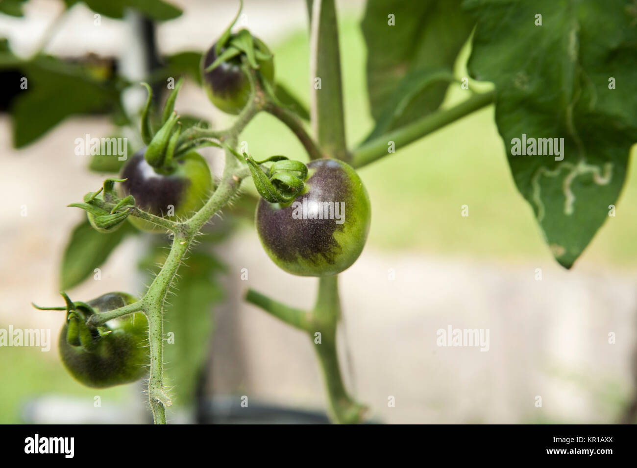 Vegetable Garden / Vegetable Grafting Stock Photo - Alamy