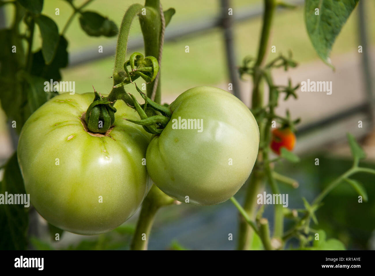 Vegetable Garden / Vegetable Grafting Stock Photo - Alamy