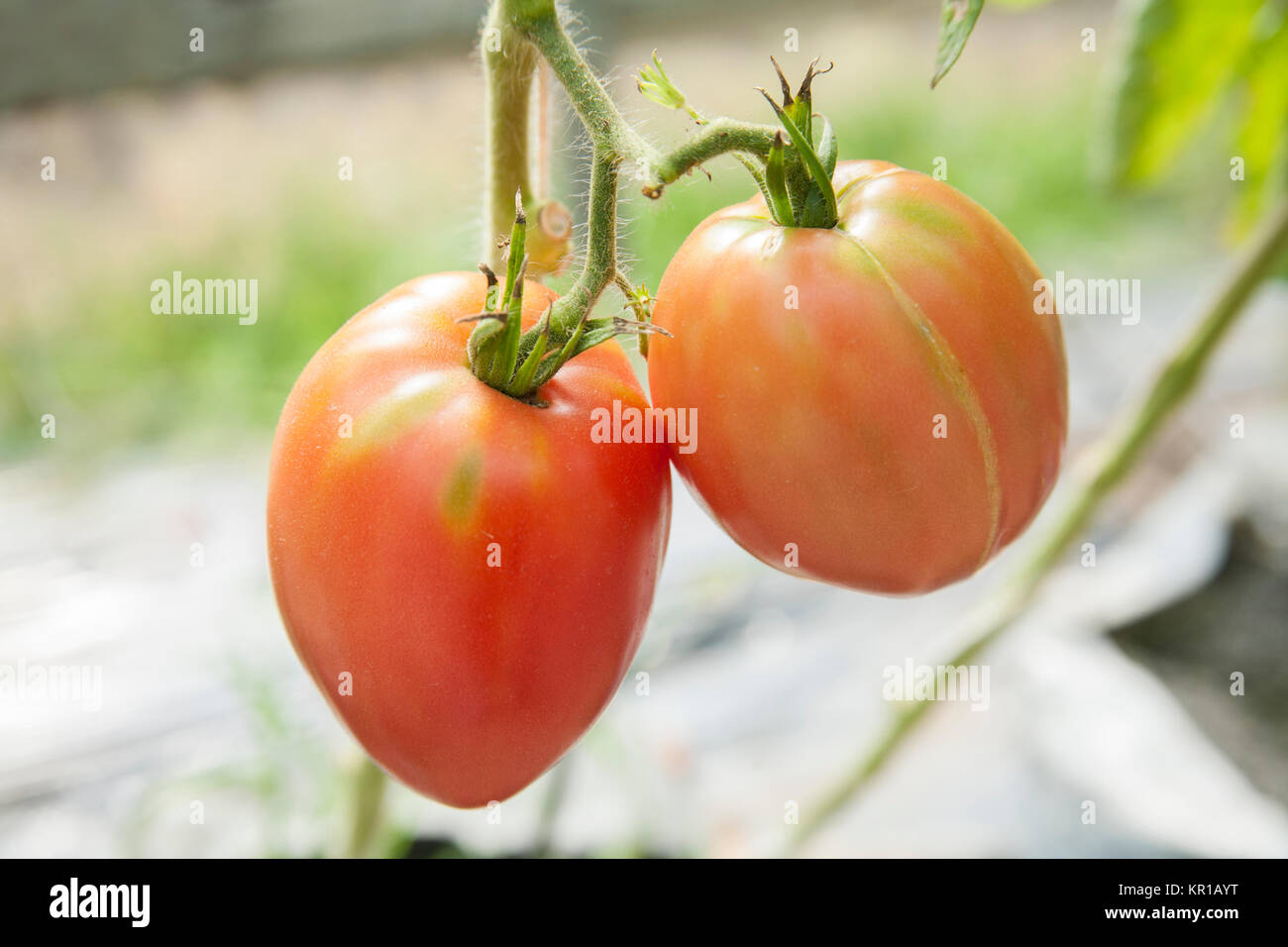 Vegetable Garden / Vegetable Grafting Stock Photo - Alamy
