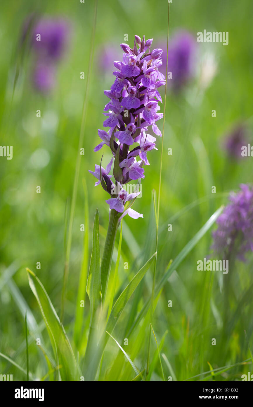 Wilde Orchidee auf der Kanalinsel Jersey, UK Stock Photo - Alamy
