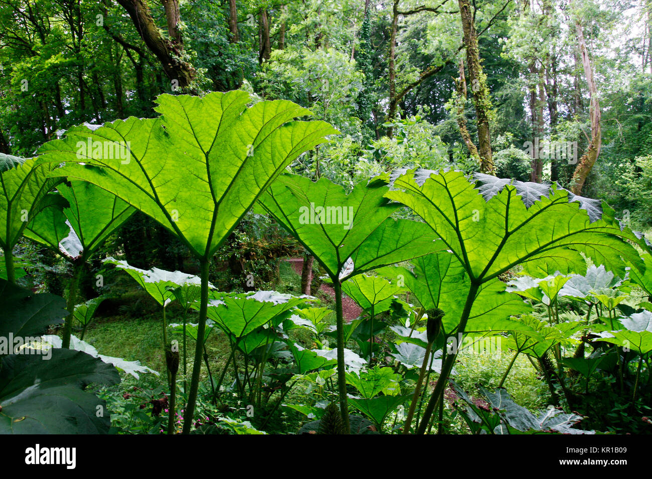 Giant Gunnera plants Stock Photo - Alamy