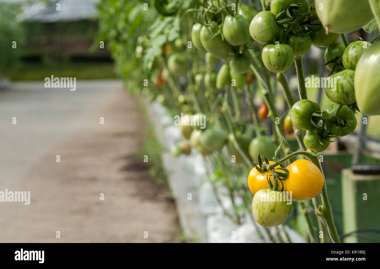 Vegetable Garden / Vegetable Grafting Stock Photo - Alamy