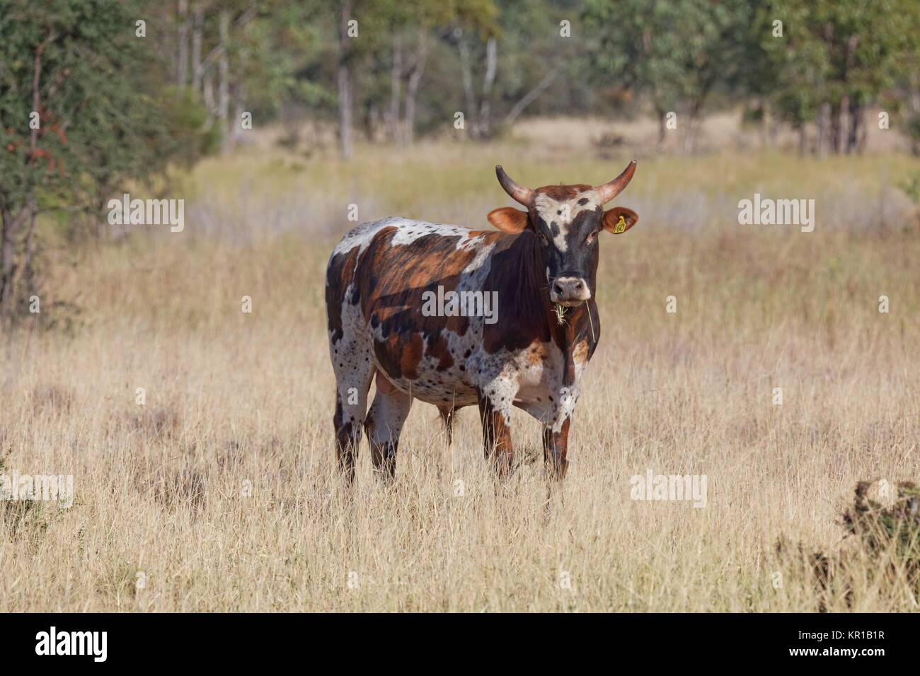 Australian Milking Zebu Stock Photo - Alamy