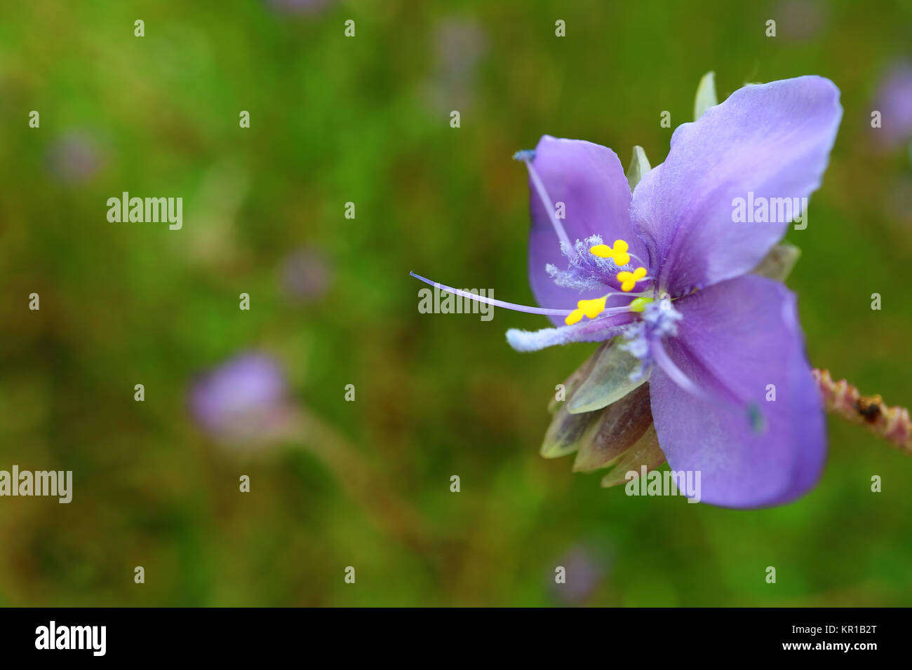 Murdannia gigantea hi-res stock photography and images - Alamy