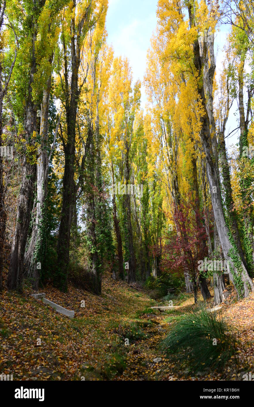 Hainbuchen blatt hi-res stock photography and images - Alamy