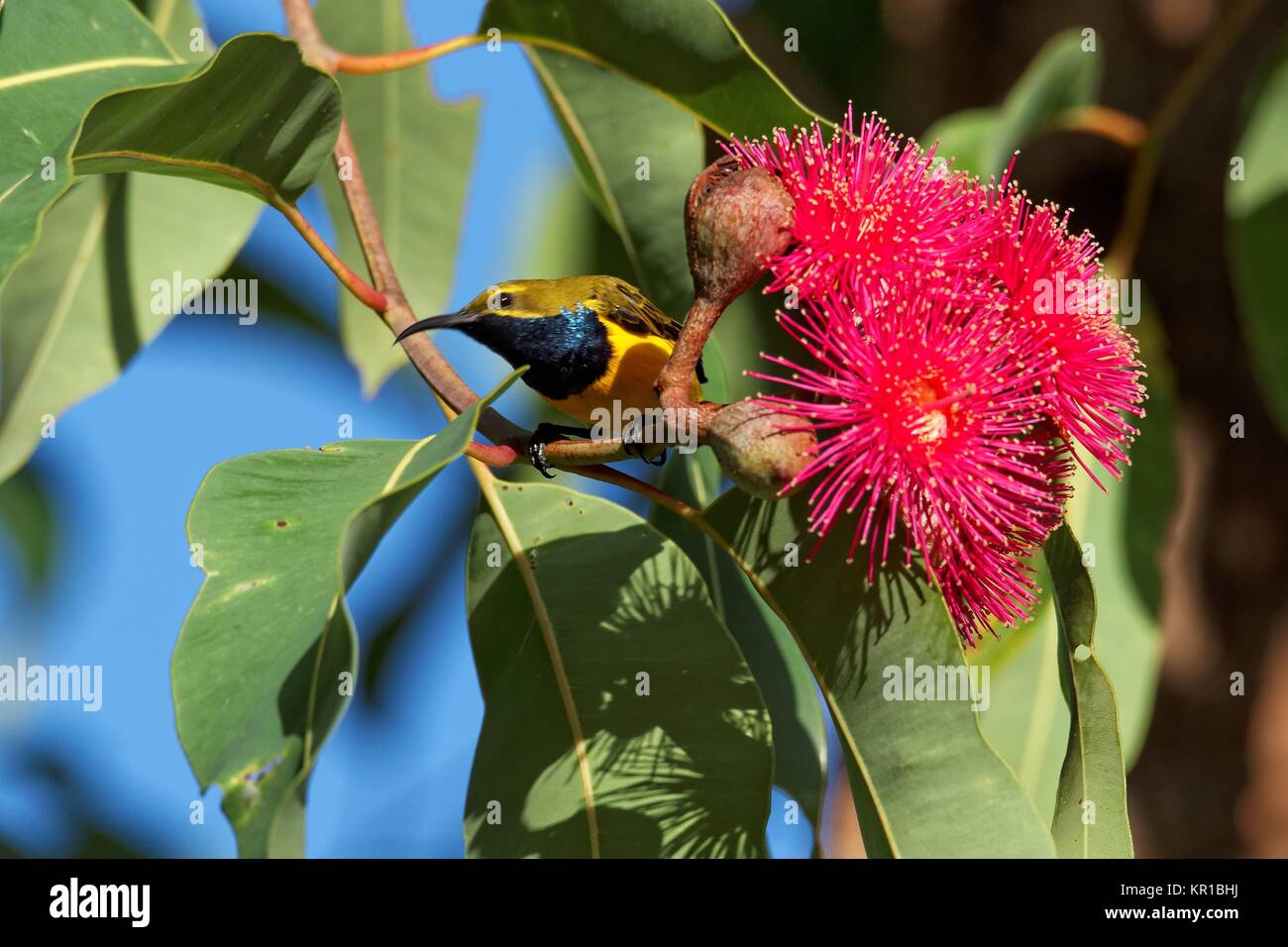 Sunbird nectar australia hi-res stock photography and images - Alamy