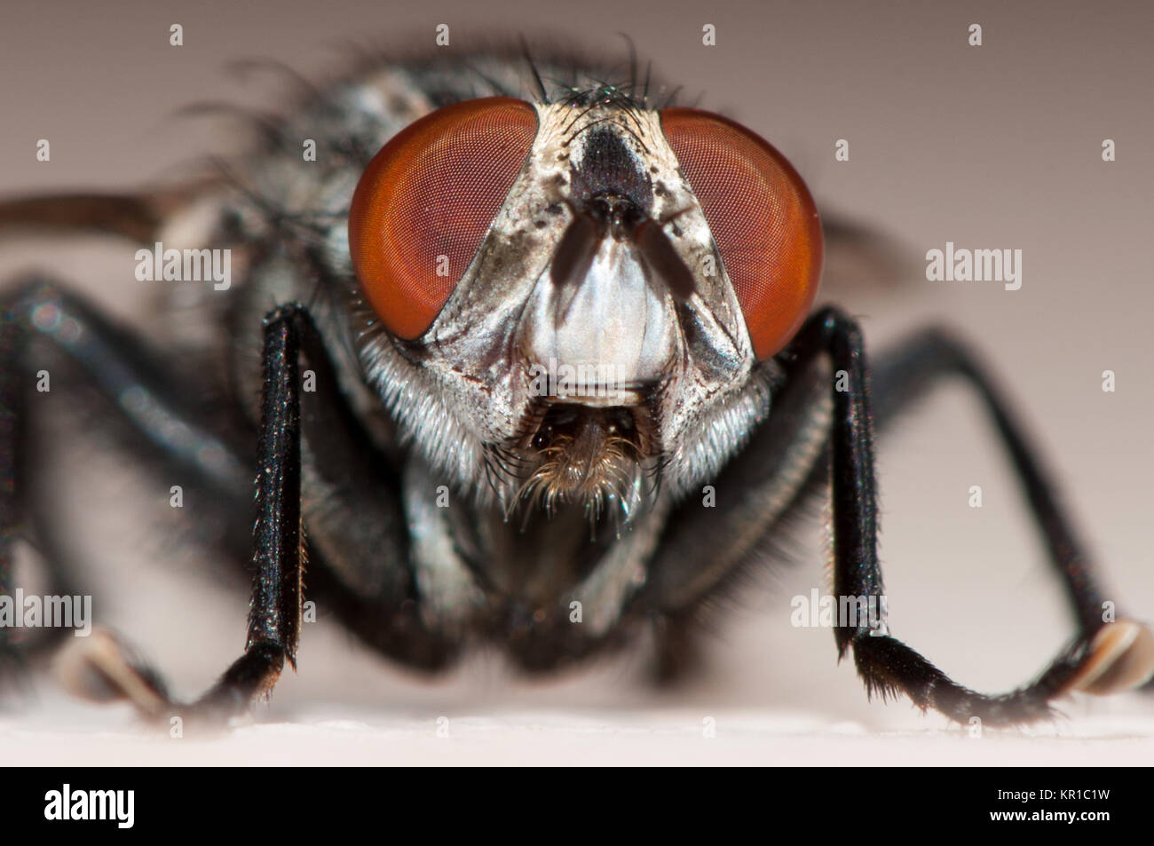 Close up macro of a fly insect Stock Photo - Alamy
