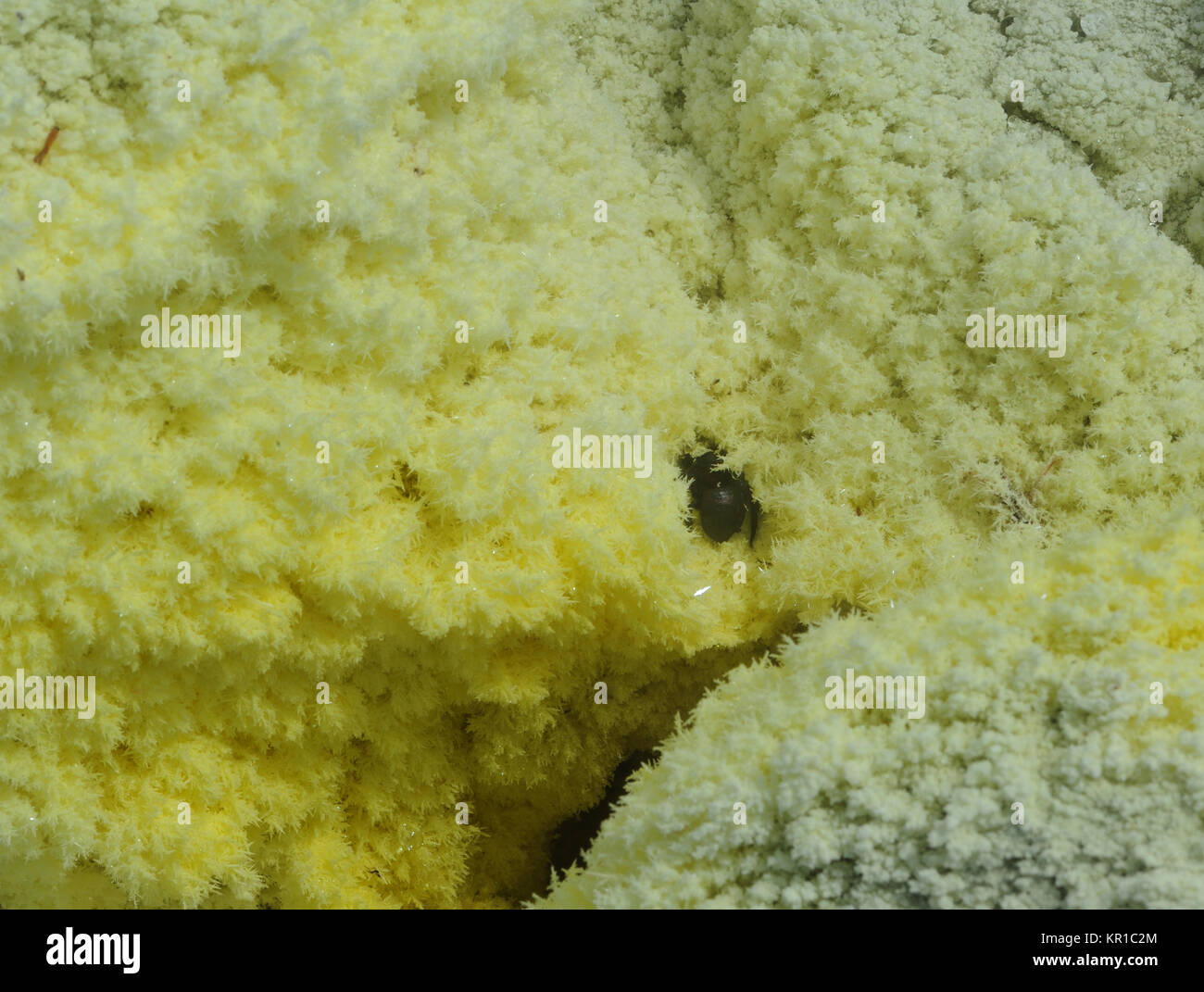 Carpenter bee trap hi-res stock photography and images - Alamy