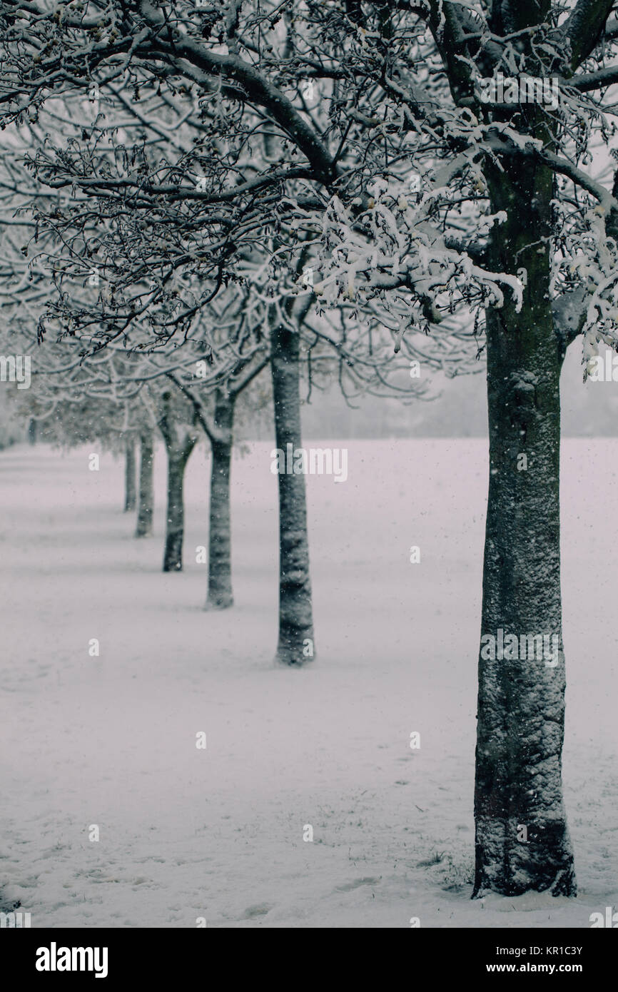 Trees covered in snow in a park, with fresh snow on the ground, 10th ...