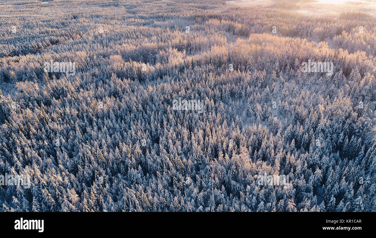 Aerial view of snowy boreal forest against sunset at winter in ...