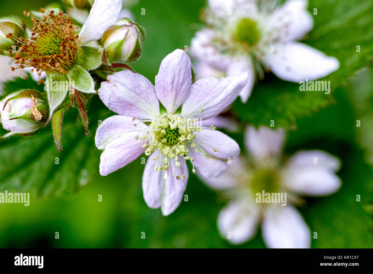 Raspberry flowers in nature. Close-up Stock Photo - Alamy