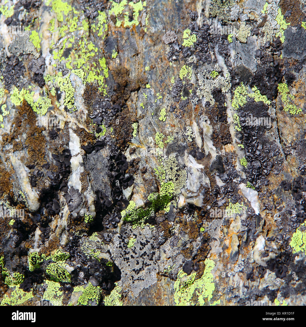 Image of colorful texture Stock Photo - Alamy