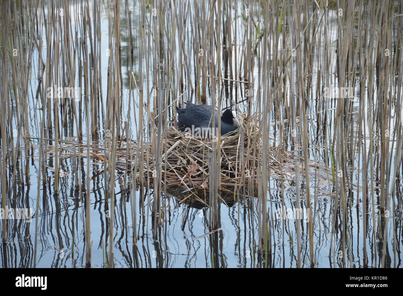 Coot eggs in reed nest hi-res stock photography and images - Alamy