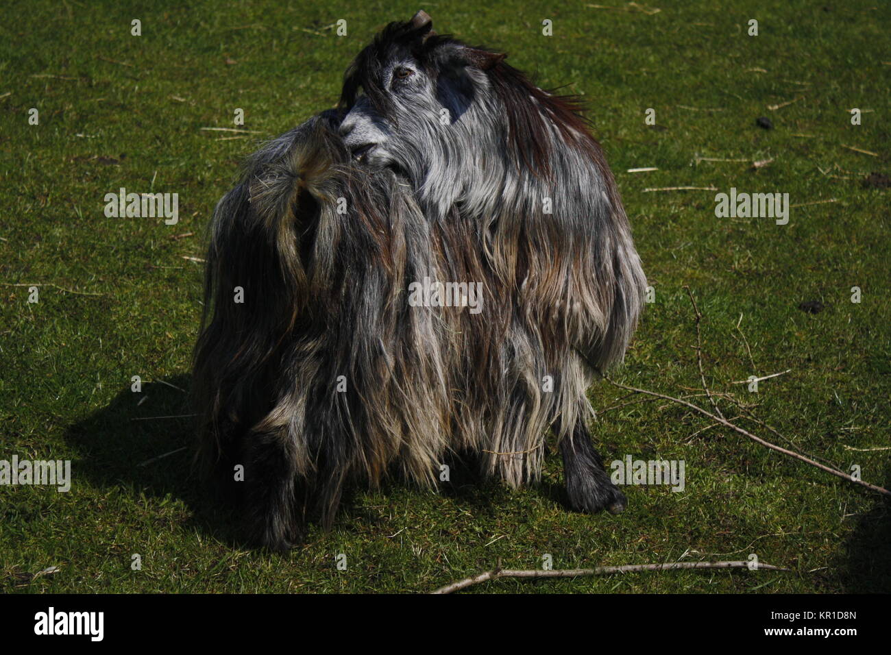 goat while brushing Stock Photo - Alamy