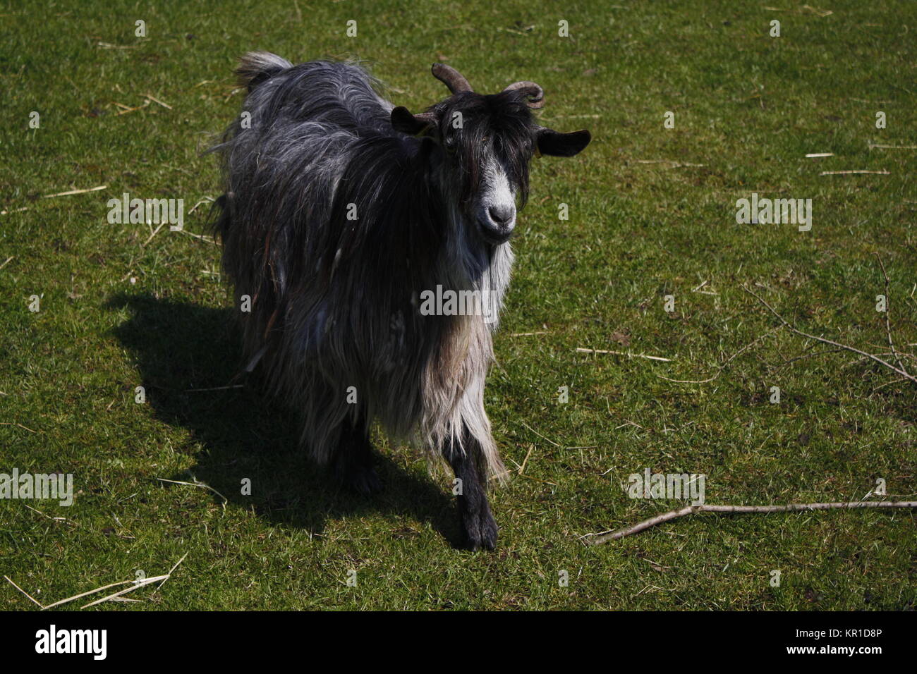 Black billy goat hi-res stock photography and images - Alamy