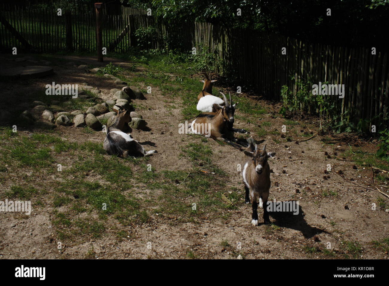 Goat enclosure hi-res stock photography and images - Alamy