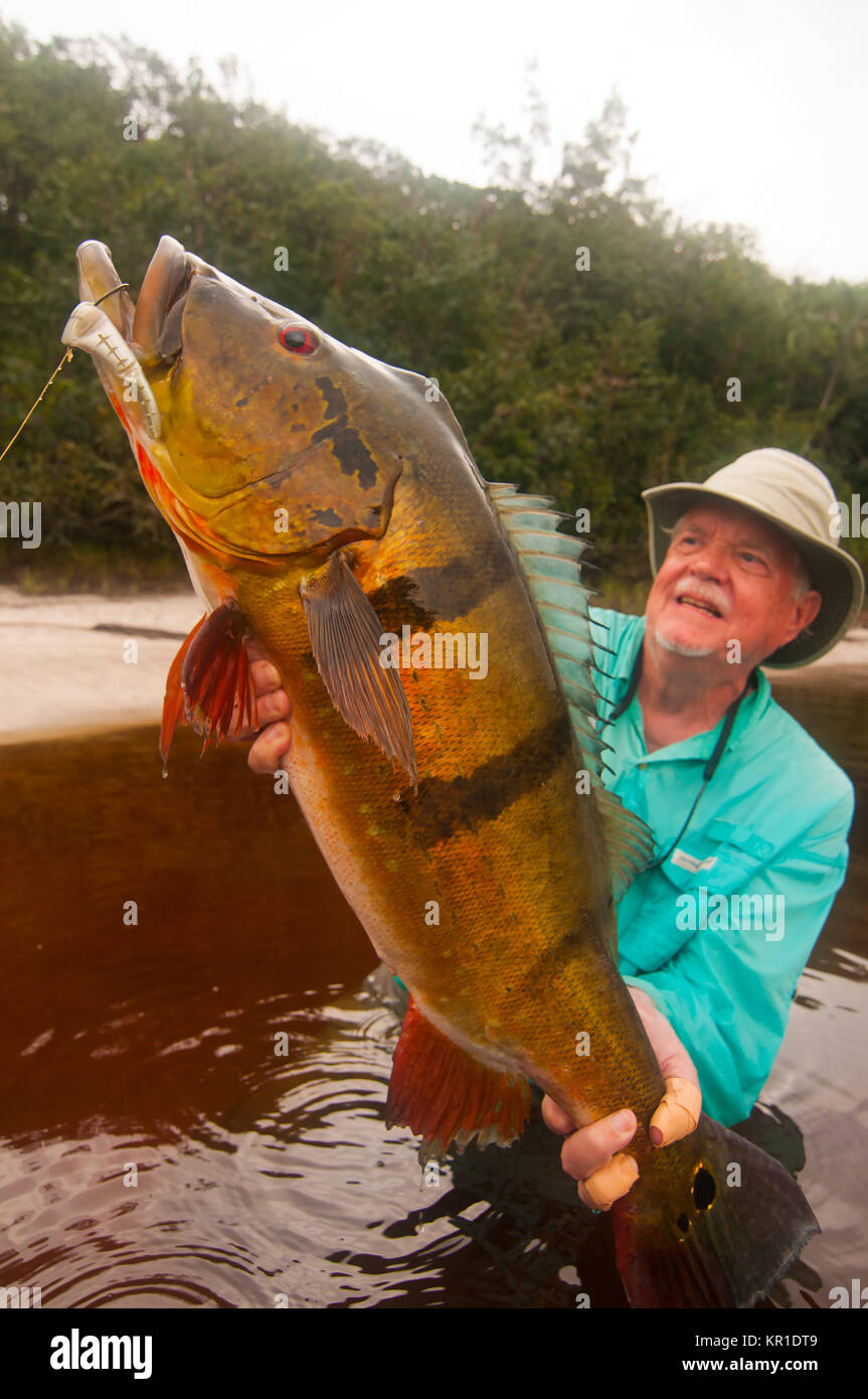 Larry Larsen lands a giant 25 pound peacock bass in the Amazon ...