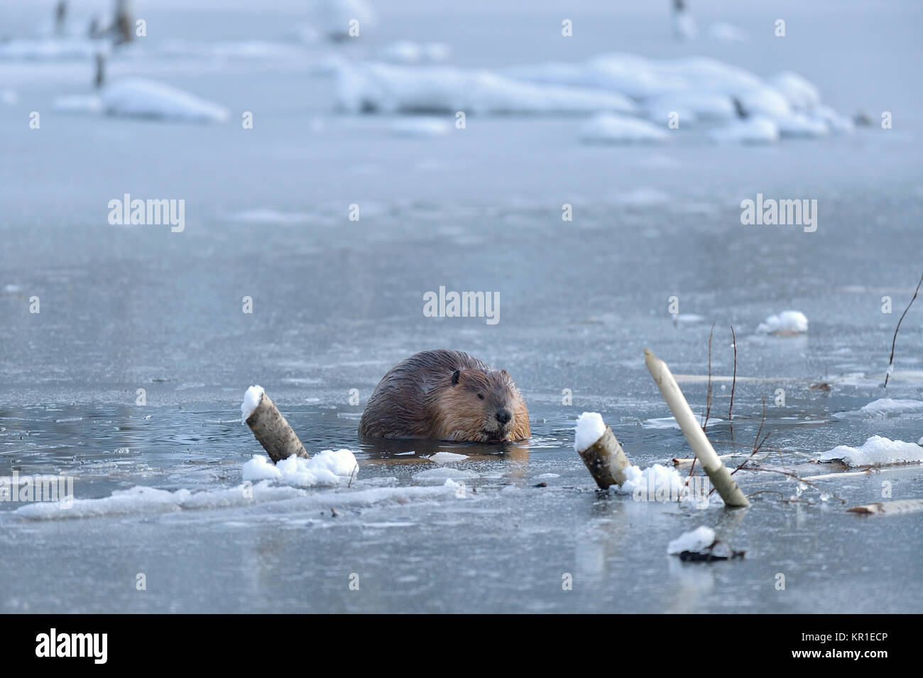 A beaver 'Castor canadensis'; out on the winter ice feeding on some ...