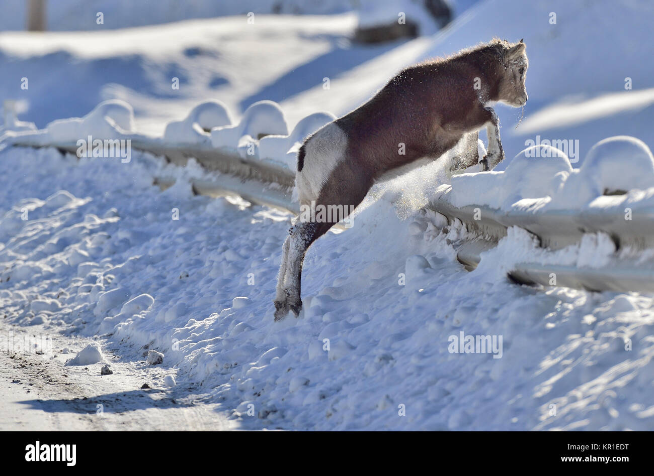 Jumping sheep hi-res stock photography and images - Alamy
