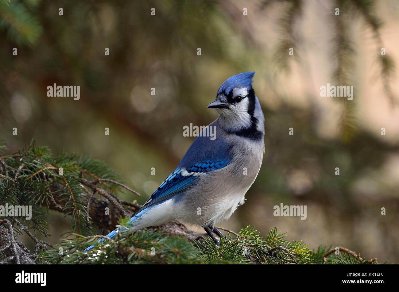 Eastern blue jay hi-res stock photography and images - Alamy