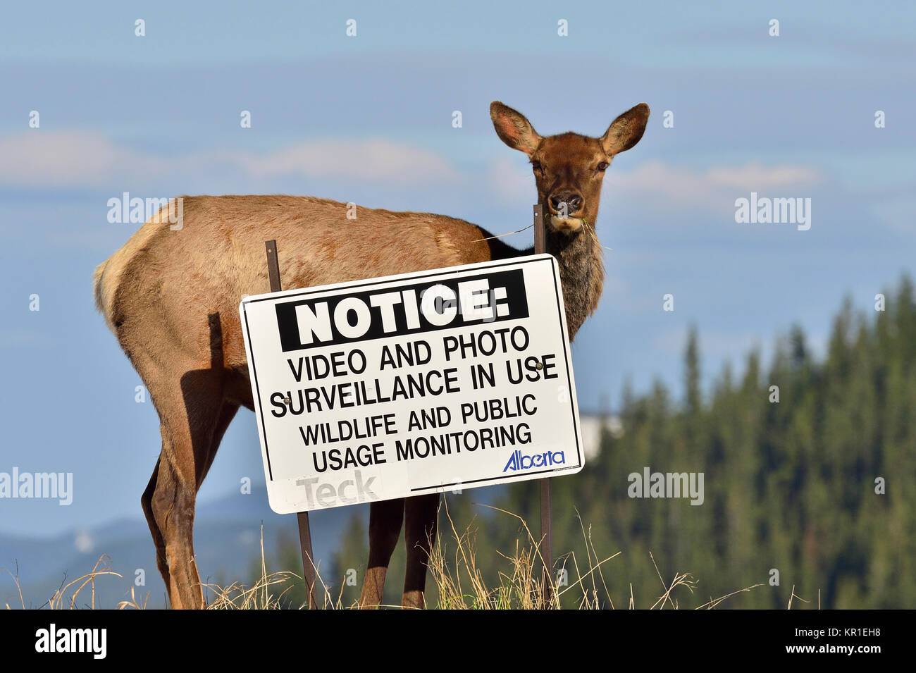 Elk warning sign hi-res stock photography and images - Alamy
