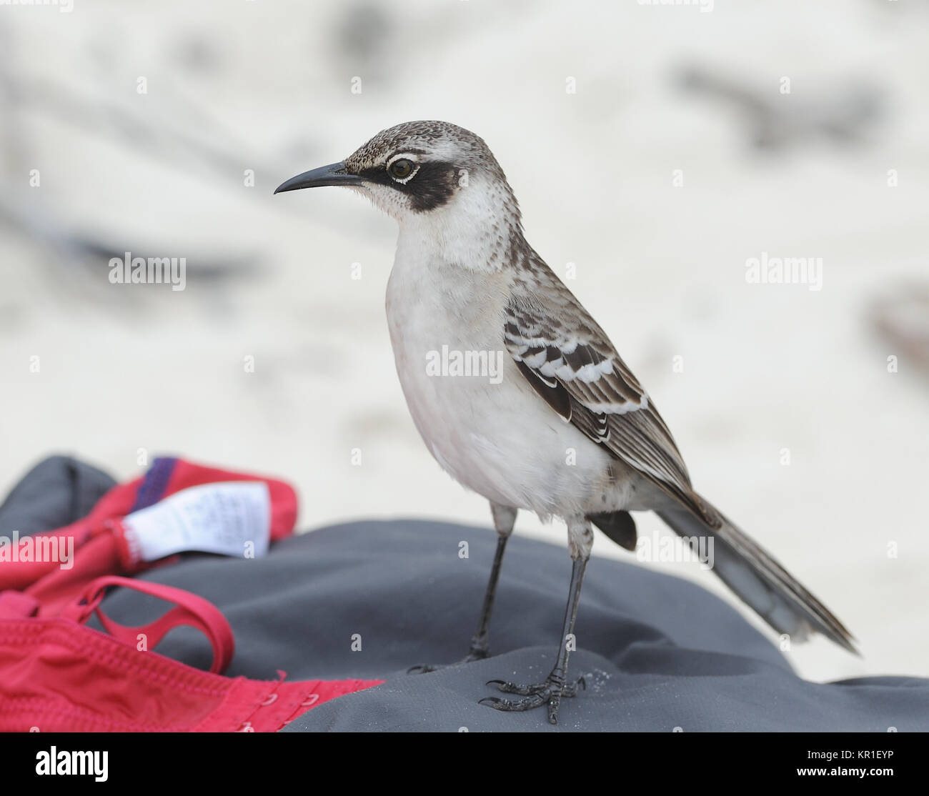 A Galápagos mockingbird (Mimus parvulus parvulus) shows interest in a ...