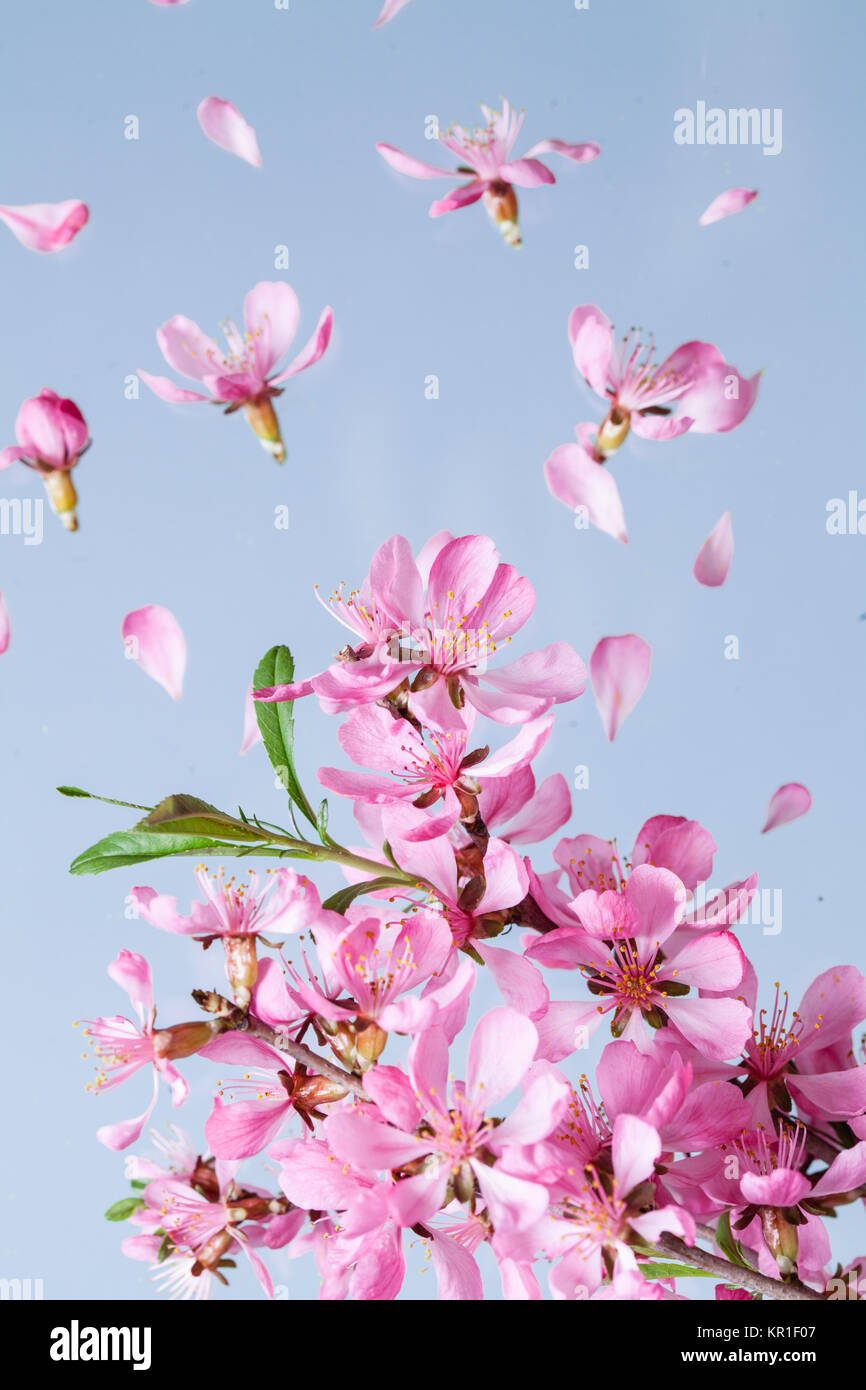 Spring blossom explosion Stock Photo - Alamy