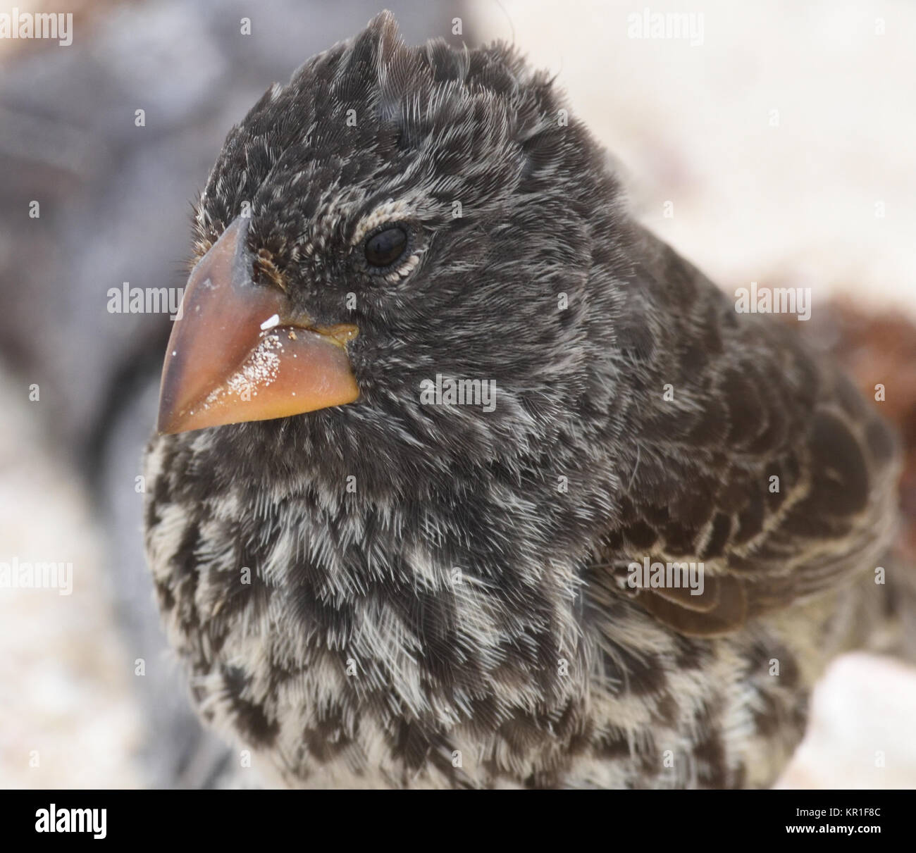 Portrait of a female large ground finch (Geospiza magnirostris) with ...