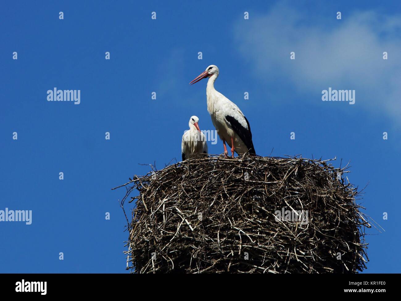 Feathered cattle hi-res stock photography and images - Alamy