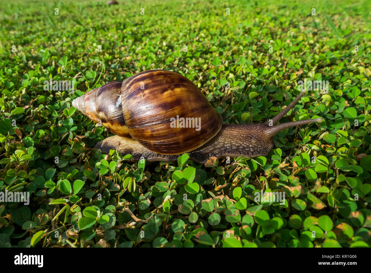 Indian snail hi-res stock photography and images - Alamy