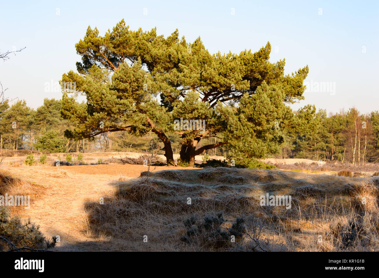 Low branches hi-res stock photography and images - Alamy