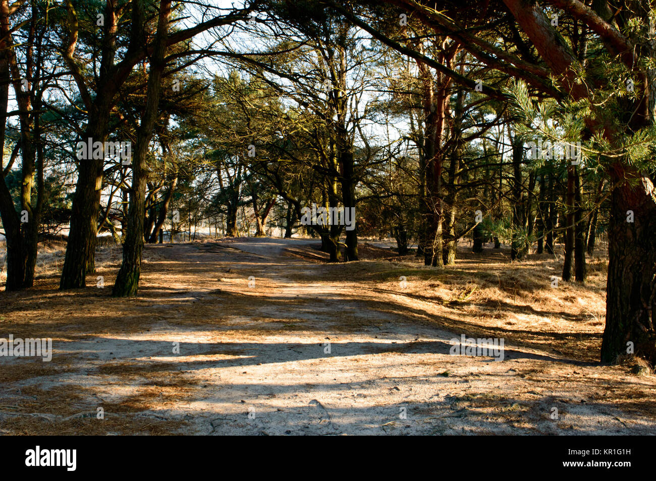 Forest background with trees and paths Stock Photo - Alamy
