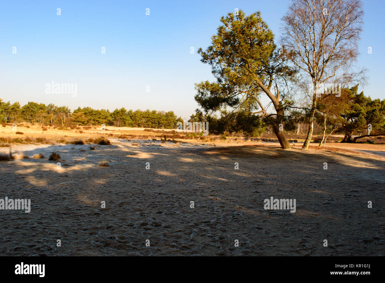 Early morning prairie and forest scene Stock Photo - Alamy