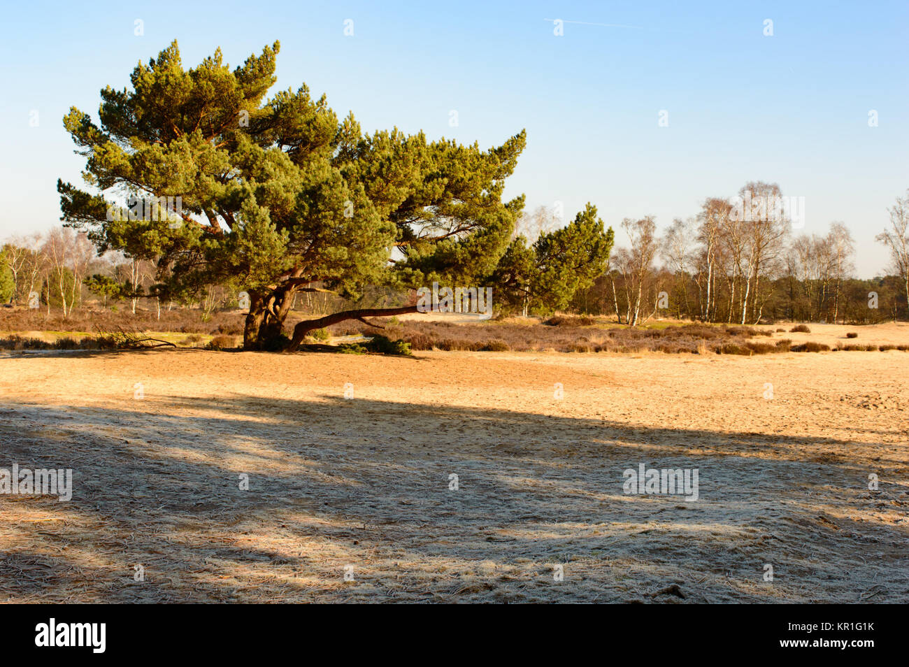 Old coniferous tree with spreading branches Stock Photo - Alamy