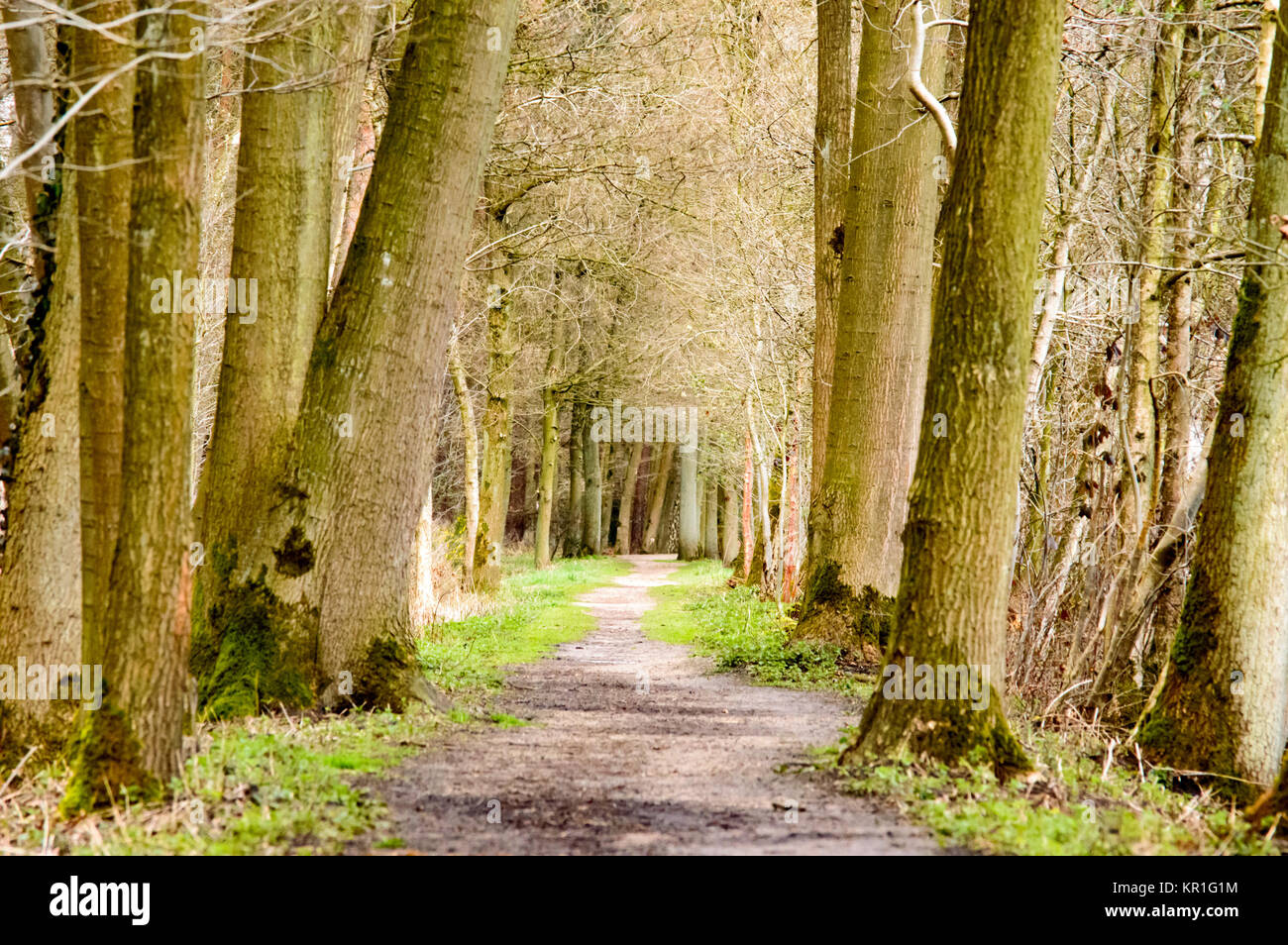 Hiking trail going through green hi-res stock photography and images ...