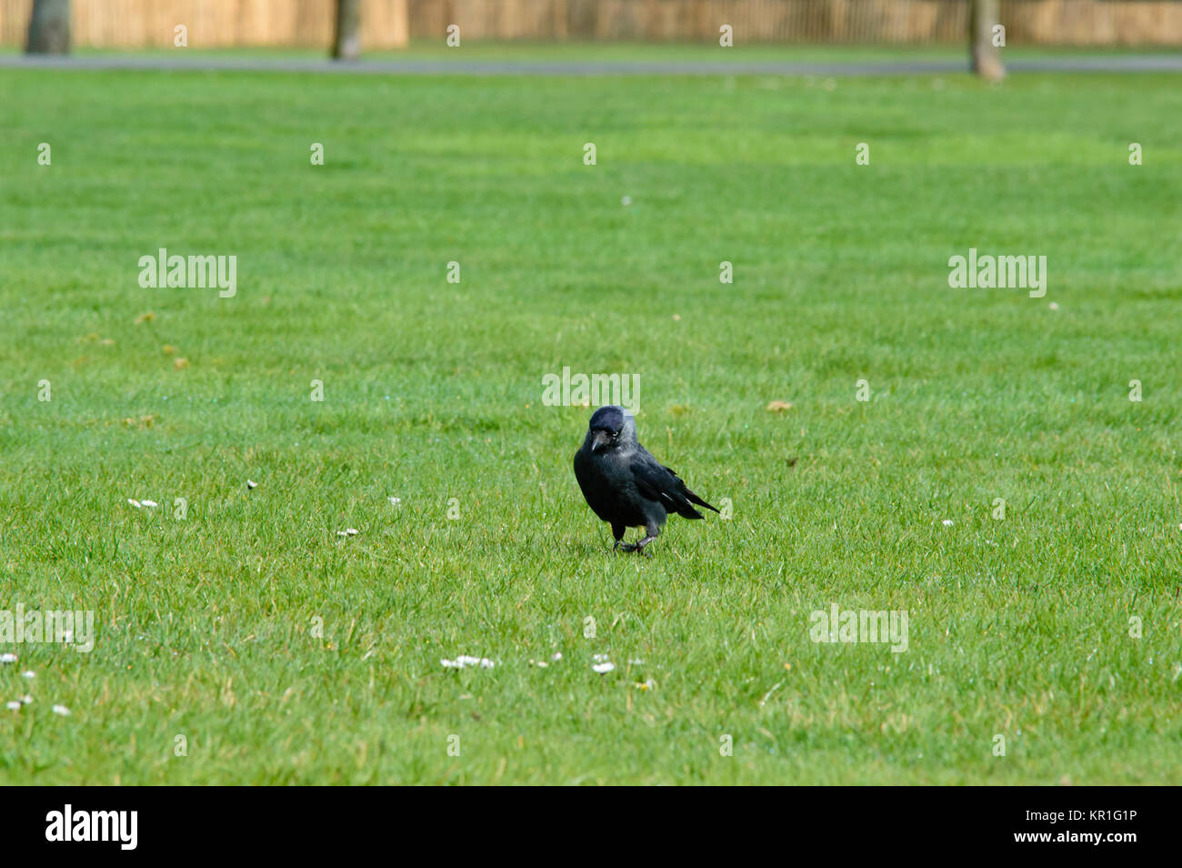 Black crow walking on green grass Stock Photo - Alamy
