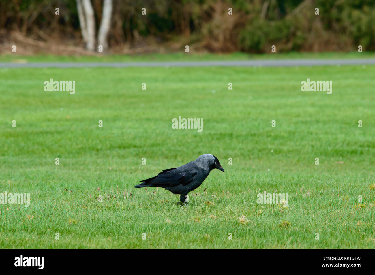 Black crow foraging on green grass Stock Photo - Alamy