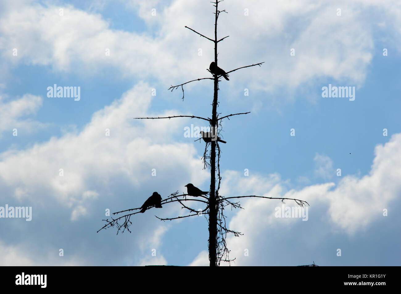 Silhouette of black crows on a dead tree Stock Photo - Alamy