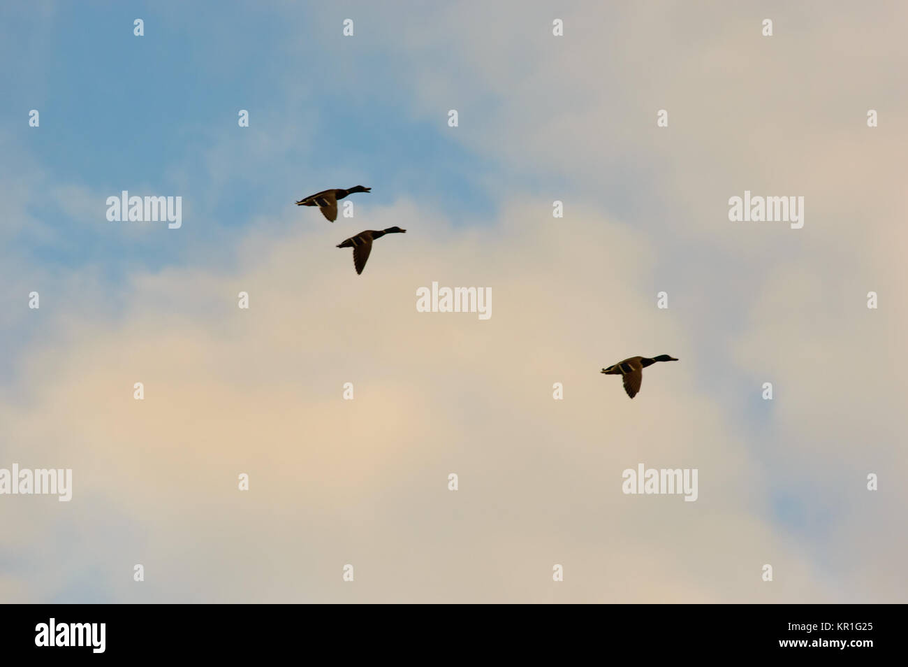 Three ducks flying against a cloudy blue sky Stock Photo - Alamy