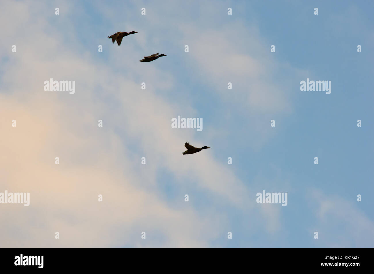 Three ducks flying in front of clouds Stock Photo - Alamy