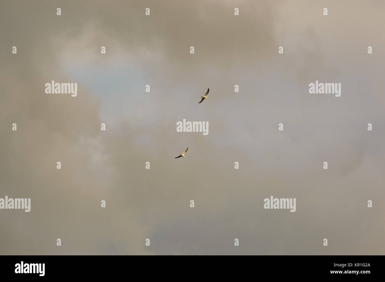 Two birds in the distance flying into clouds Stock Photo - Alamy