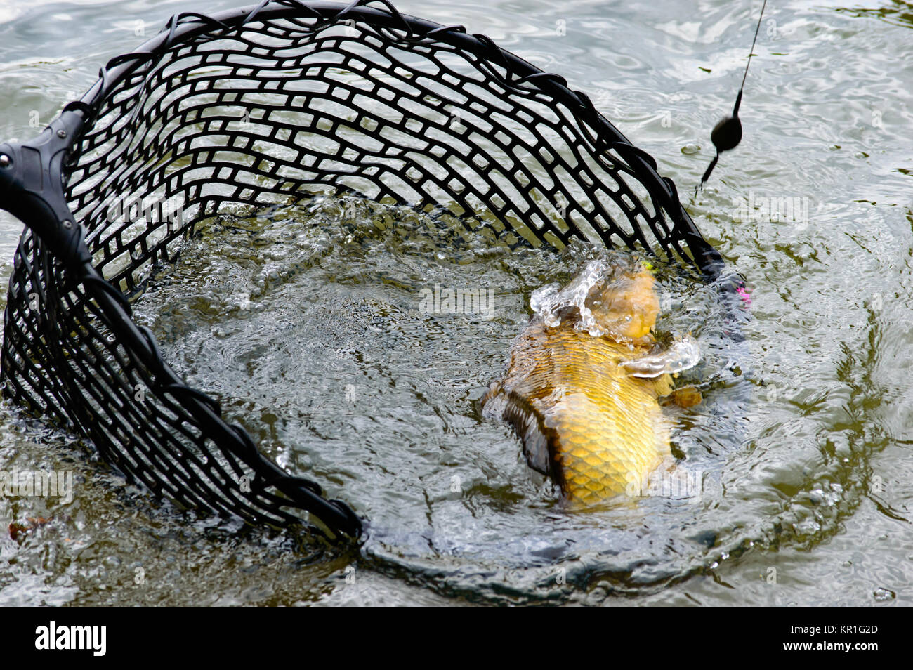 Large hooked carp in a fishing net Stock Photo - Alamy