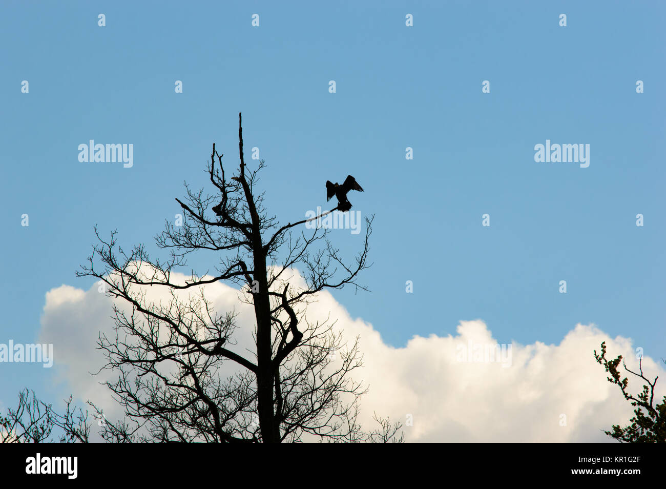 Landing on branches of old tree hi-res stock photography and images - Alamy