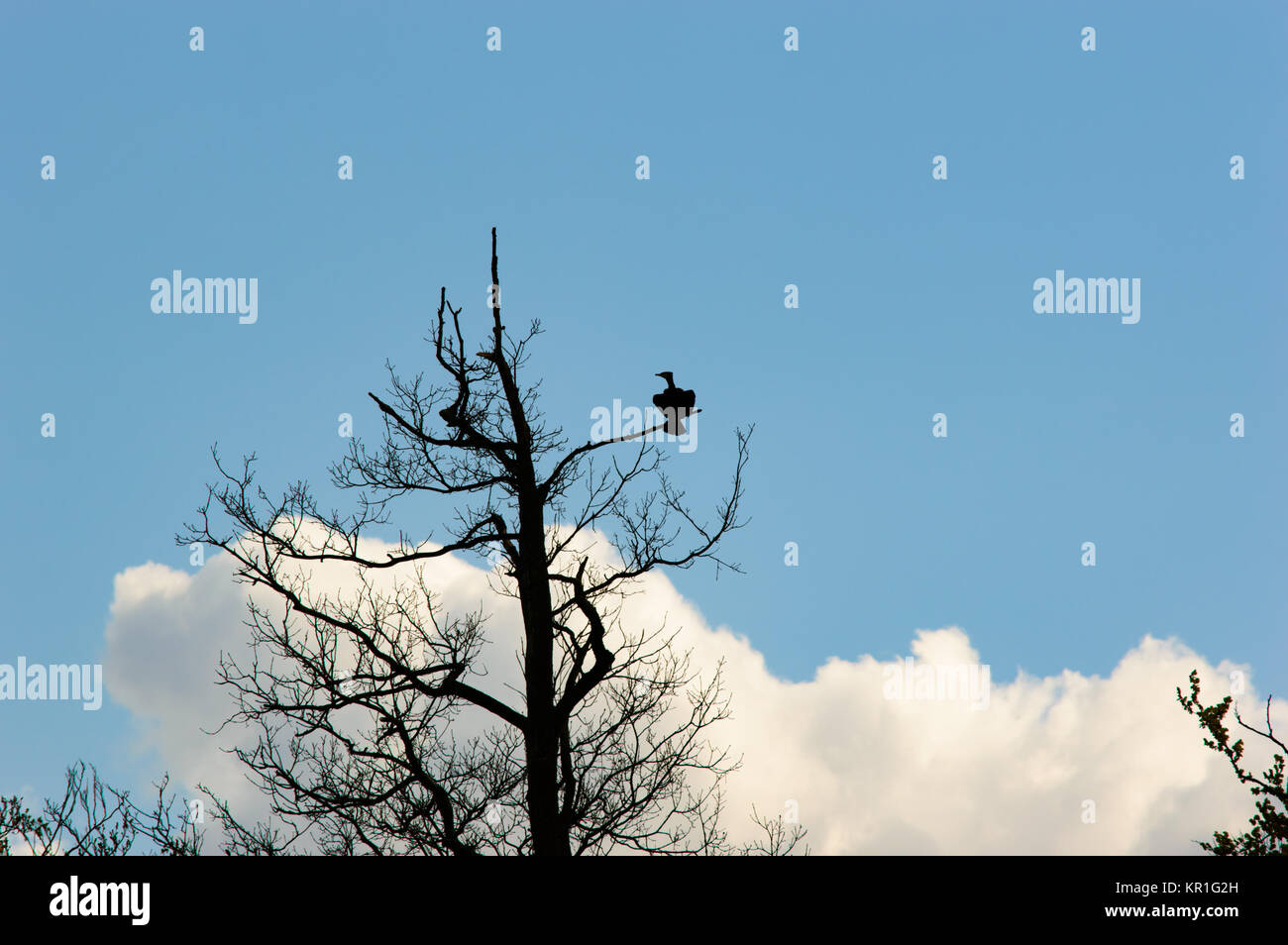 Large bird looks over while perched on old tree Stock Photo - Alamy